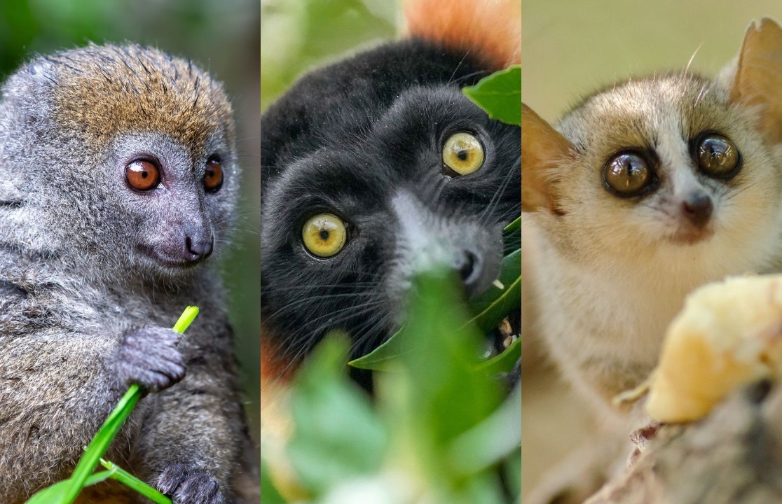15 facts about the lemurs of Madagascar