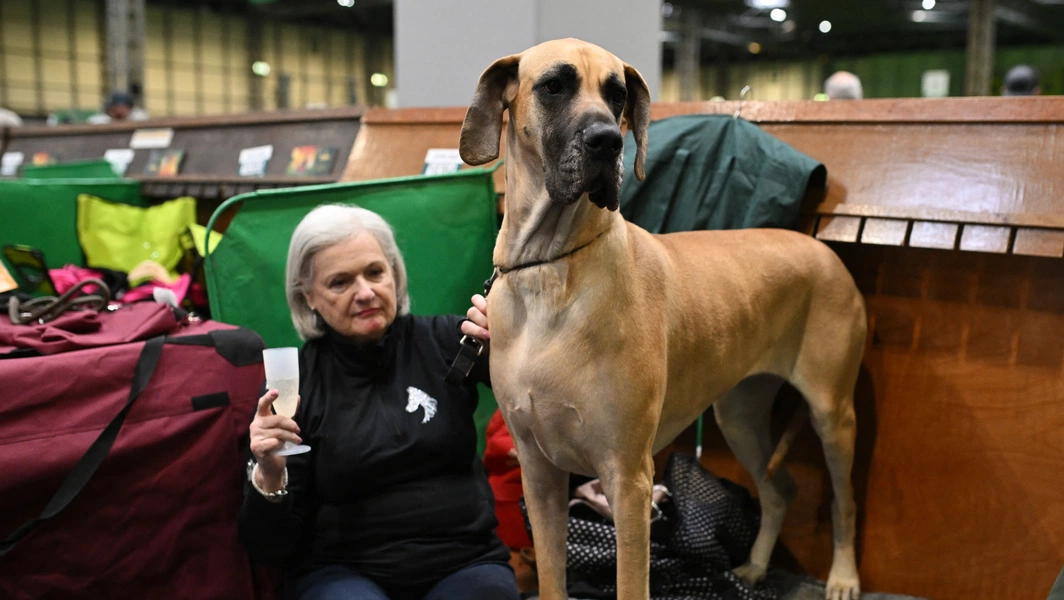 9 giant dog breeds that rival wolves in size