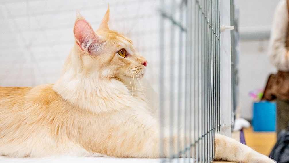 16 loyal and affectionate cat breeds