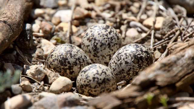 Chicago couple flags protected bird's nest, protects eggs from ...