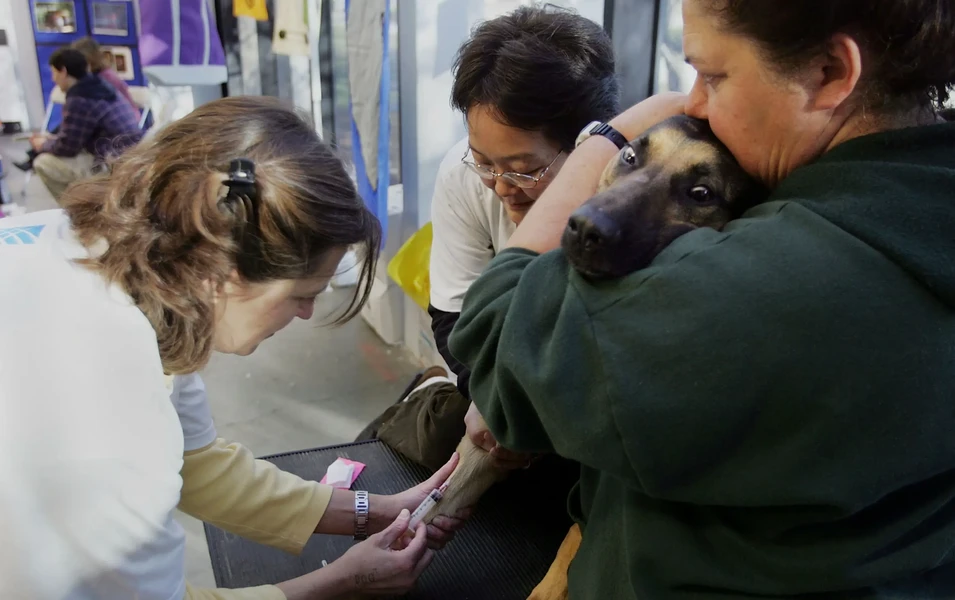 Scientists map dog DNA, uncover ancient terrier lineage links