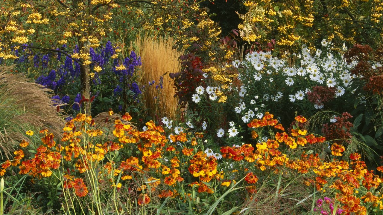 These plants need feeding in August – give them a late-summer boost for ...