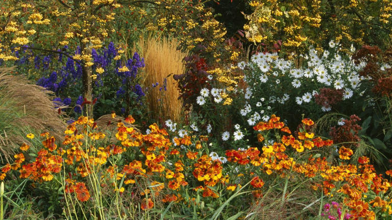 7 flowers to pinch out in June for more blooms and bushier plants