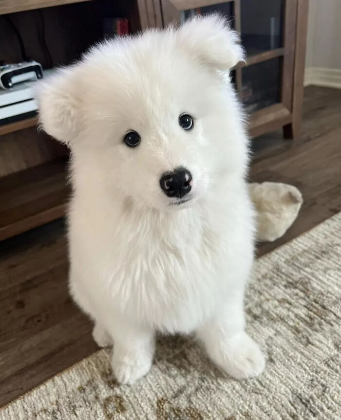38 incredibly adorable puppies that are pure serotonin gold