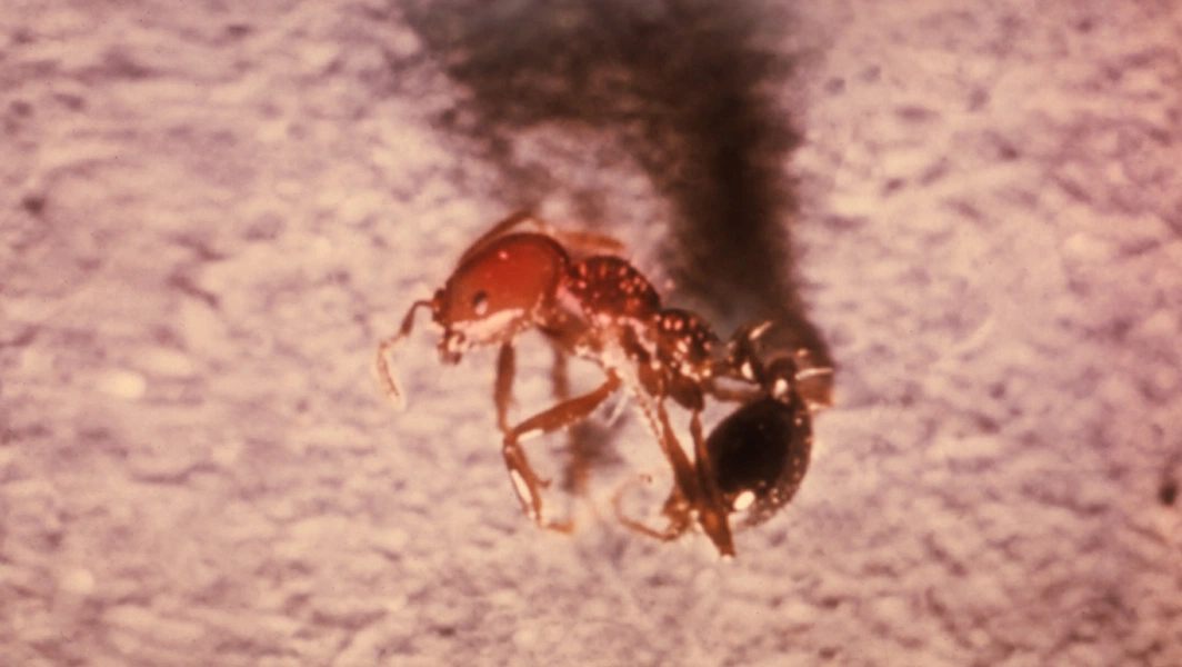 Invasive ant species threaten US ecosystems and health