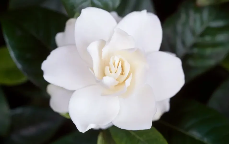 Gardenia care tips for dreamy blooms