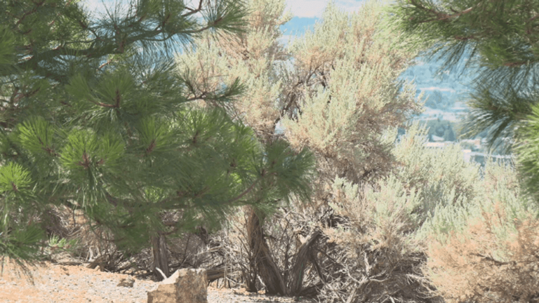 Northern Nevada braces for triple-digit heat, rising wildfire risk in ...