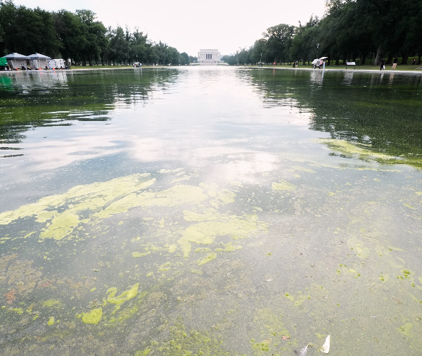 Interior Dept.: Reflecting pool fix working despite algae return