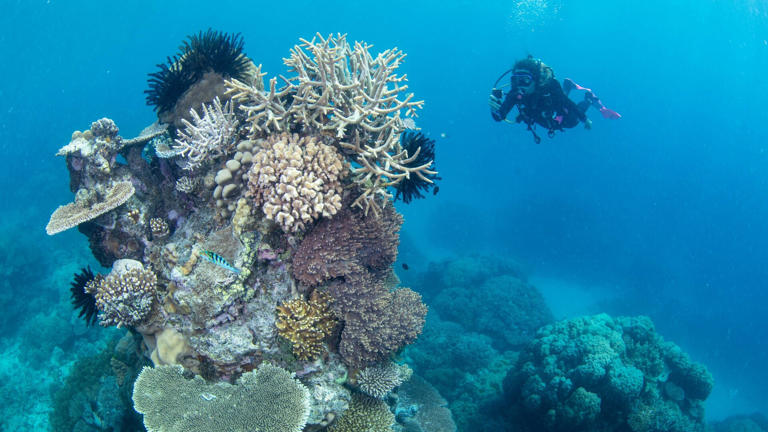 New study finds one-third of Great Barrier Reef could survive climate ...