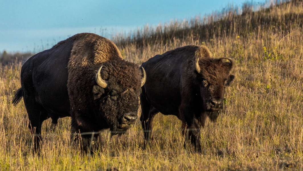 7 US states with notable bison herds