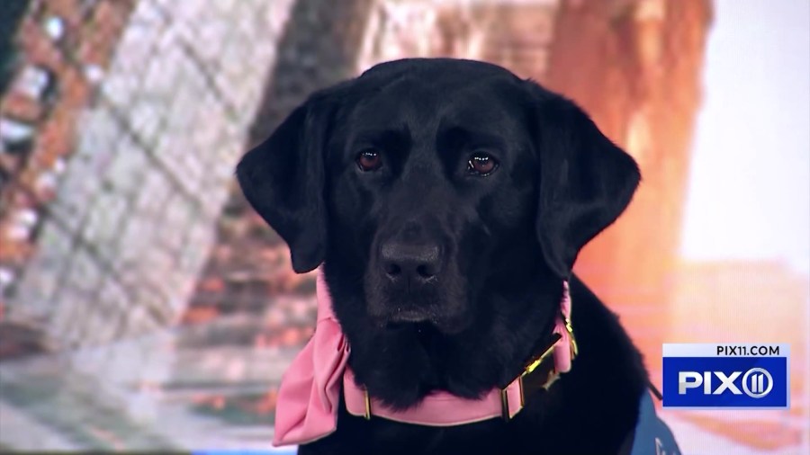 Canines, community, and champions making it happen | Monica makes it happen