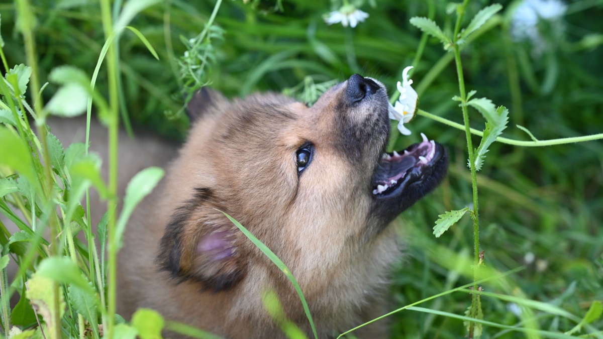 10 dog breeds that act cold but love deeply