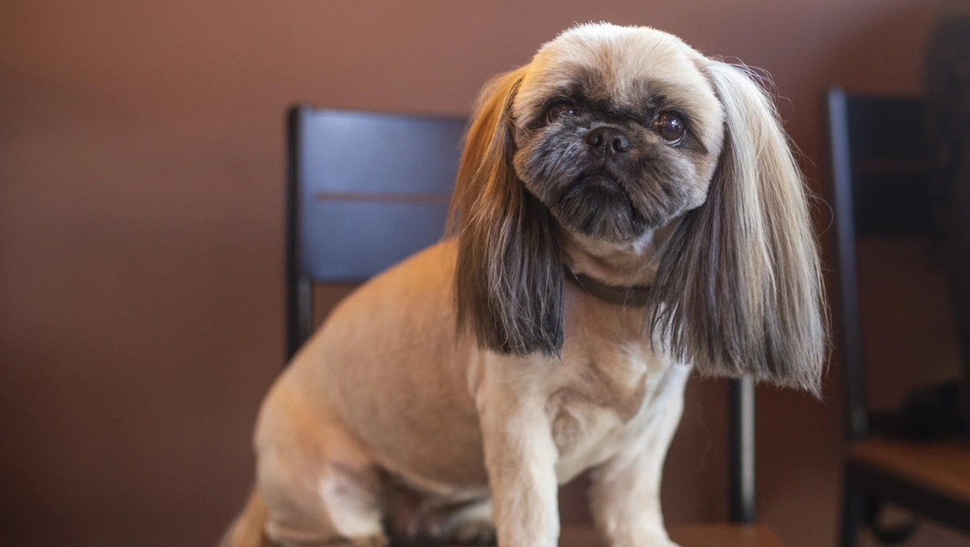 12 gentle dog breeds for peaceful homes