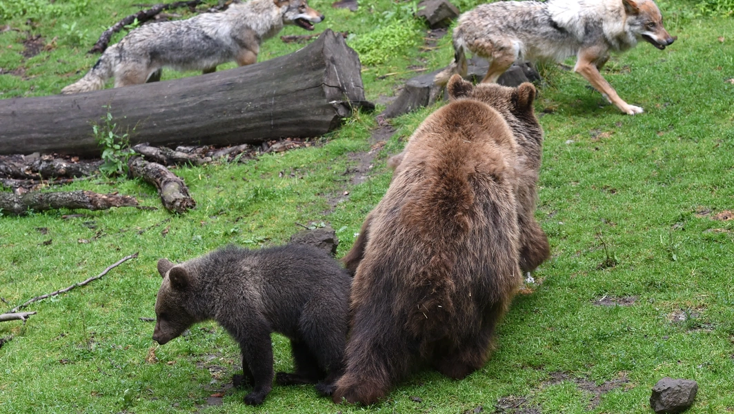 5 natural and human threats to wolves