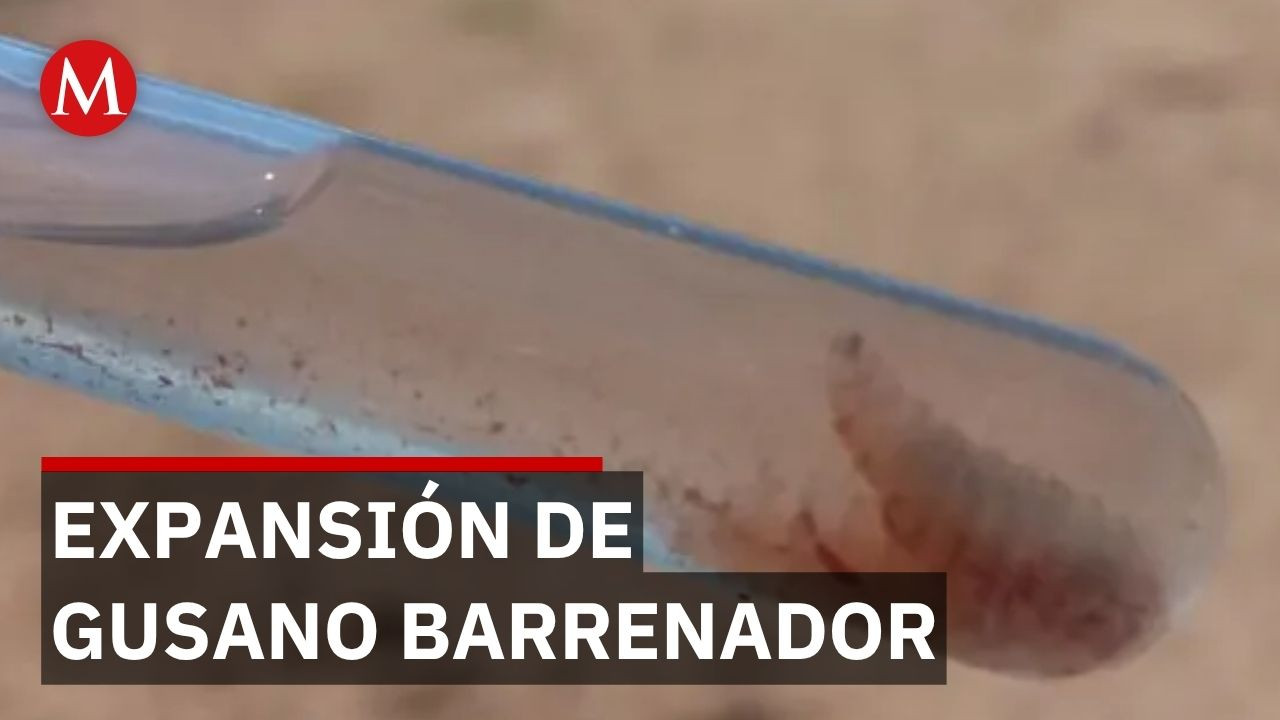 Ganaderos en alerta: 134 casos activos de gusano barrenador en Jalisco ...