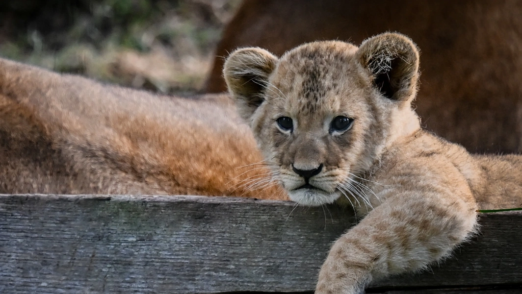 19 adorable baby animals and their early life journeys