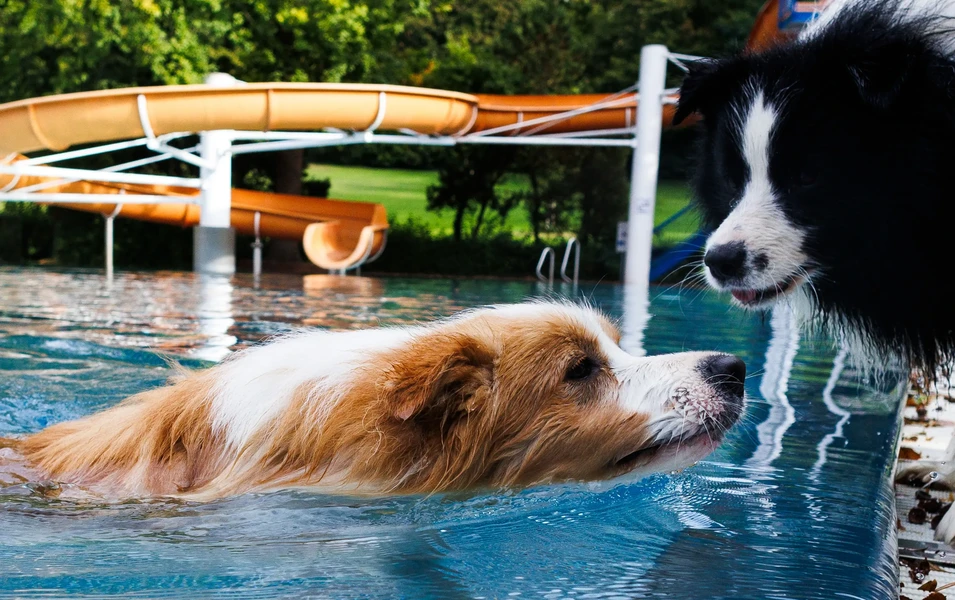 Senior dog's first swim and summer safety tips highlight pet news