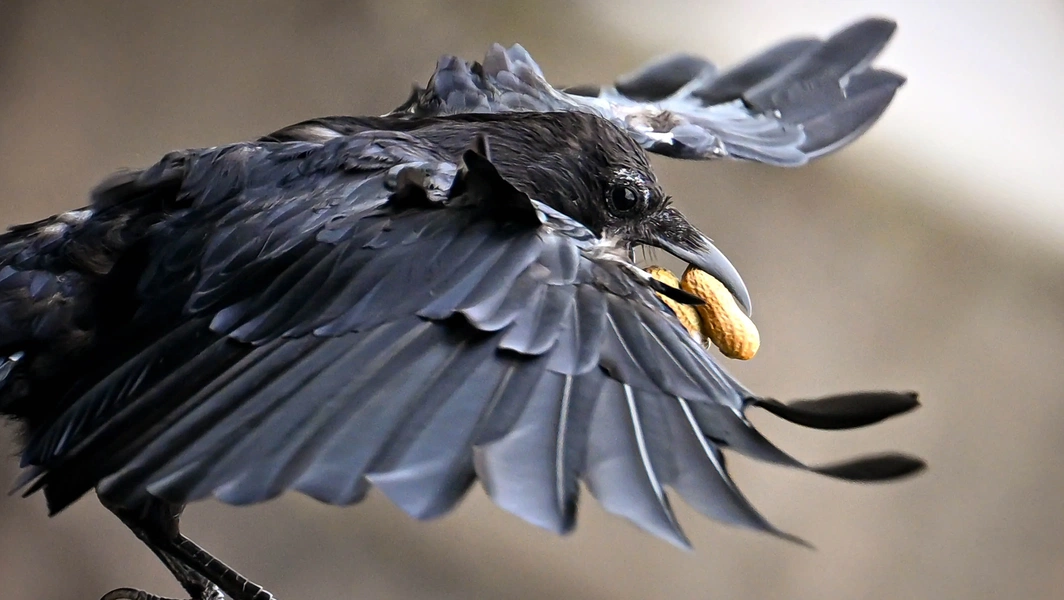 How crows form lasting bonds with humans