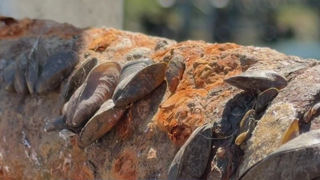 Invasive golden mussels run rampant in San Joaquin County, spark plea ...