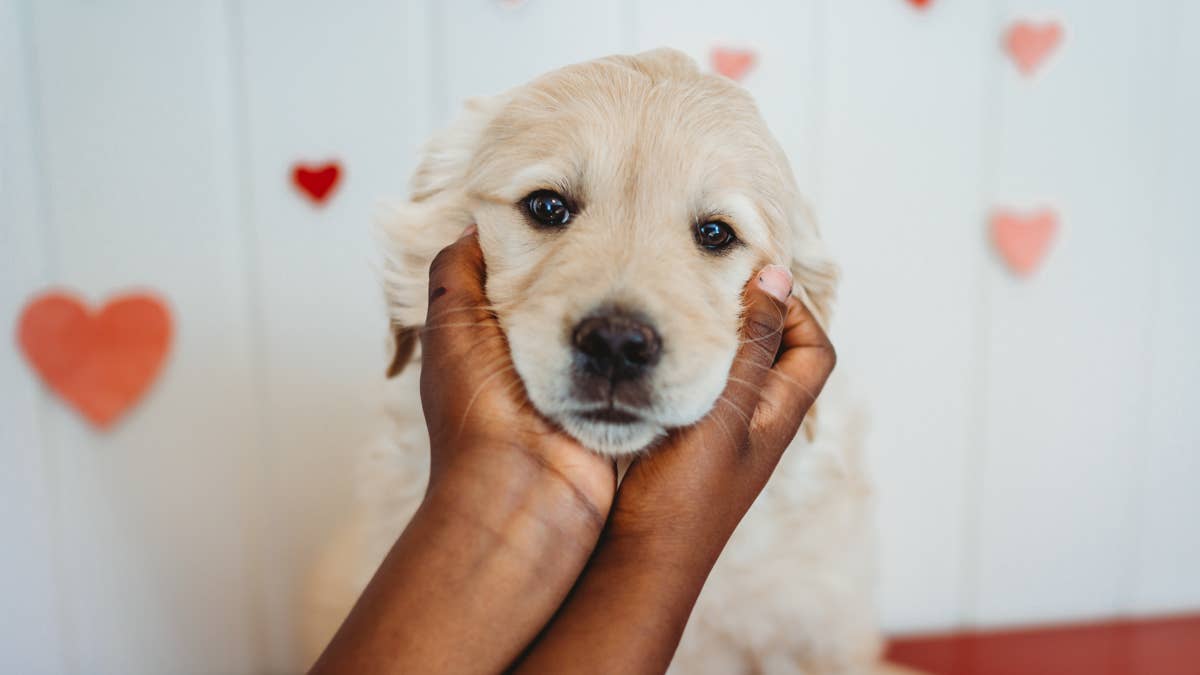 Golden retriever puppy’s attempt to hide a stolen sock needs some work
