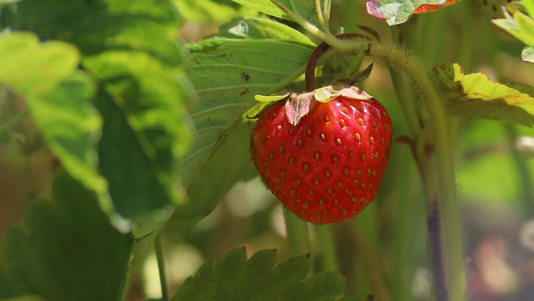 Selecting and storing strawberries for maximum freshness