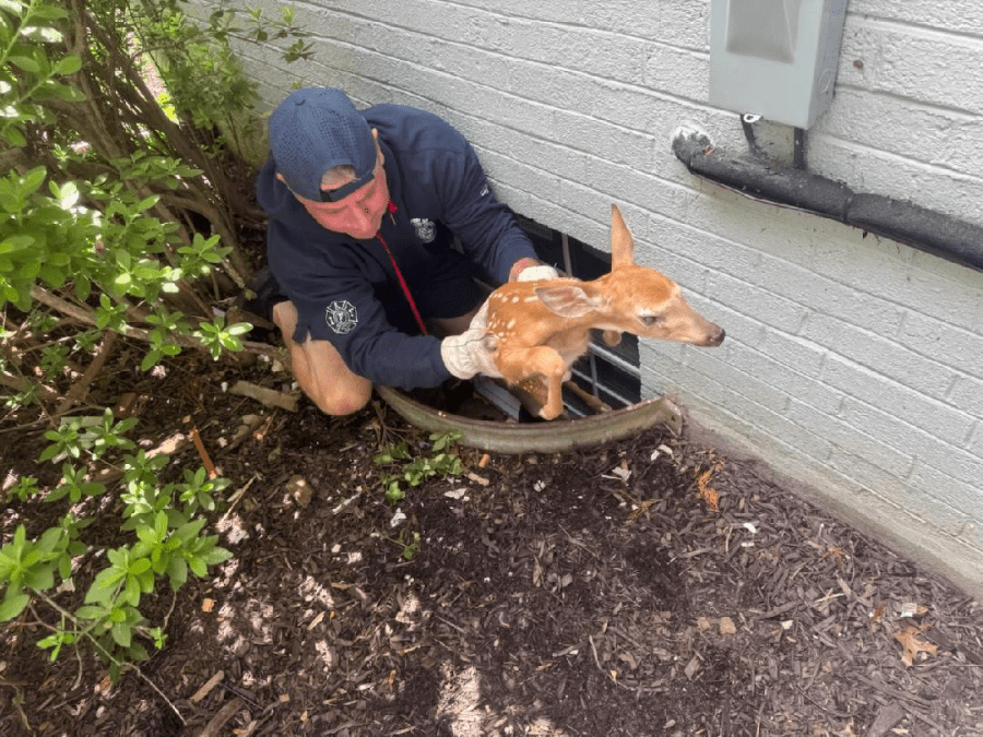 Deer rescued from Potomac home's window well