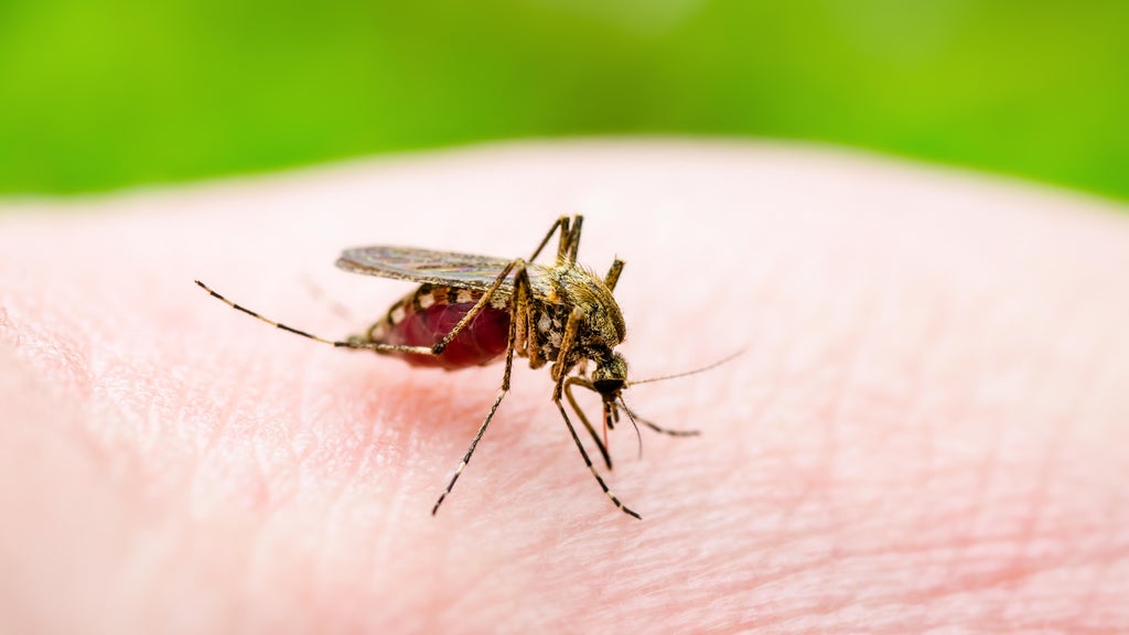 Bay Area's 1st West Nile virus-positive mosquito sample of 2026 found ...