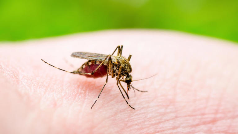 Bay Area's 1st West Nile virus-positive mosquito sample of 2026 found ...