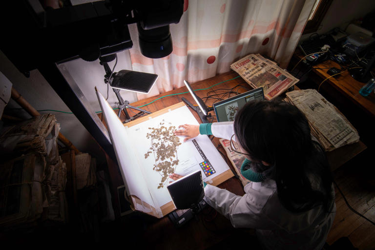 How AI is identifying millions of plant species in 'biodiversity ...