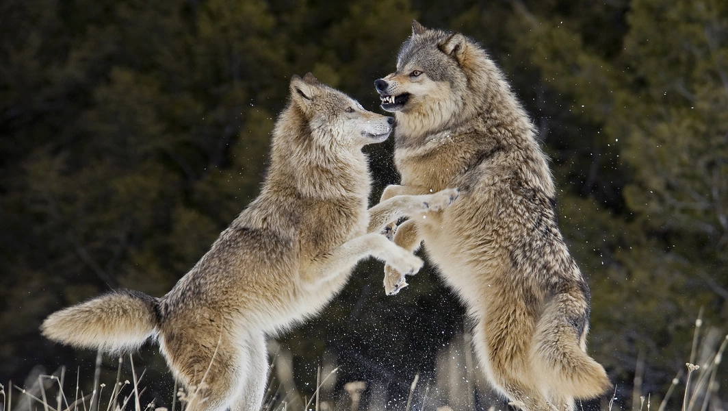 10 states where wolves are making a comeback