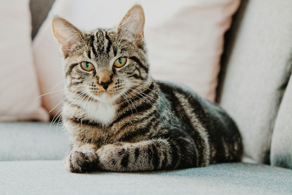 6 things indoor cats need to live better, according to veterinarians