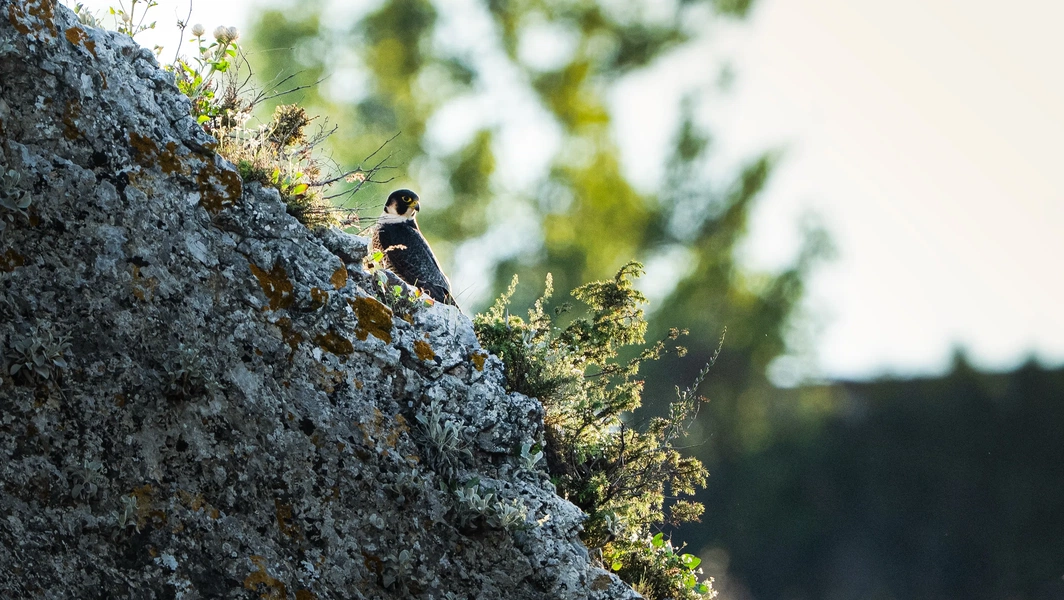 10 animals with extraordinary survival adaptations