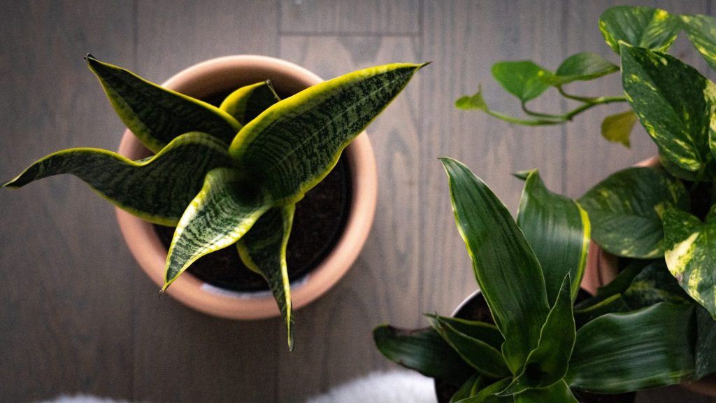 8 snake plant hacks to encourage faster growth