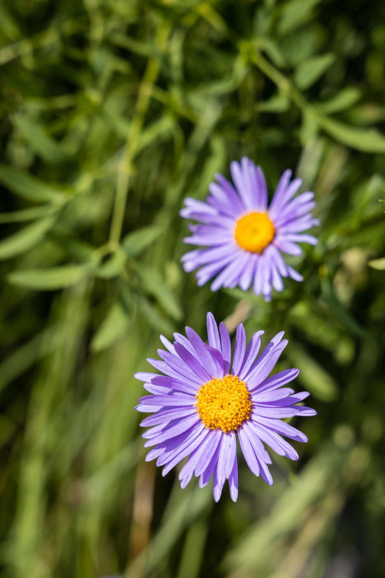 10 types of flowers that thrive in the summer heat