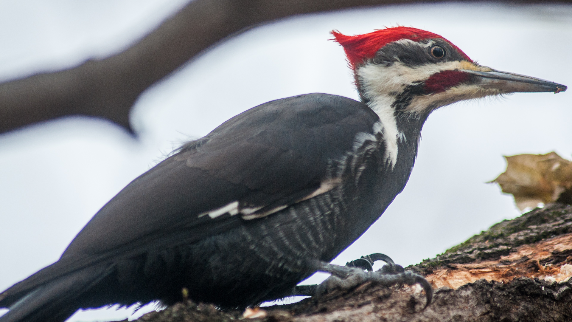 Photographers flock to Calgary bird sanctuary in hopes of rare bird ...