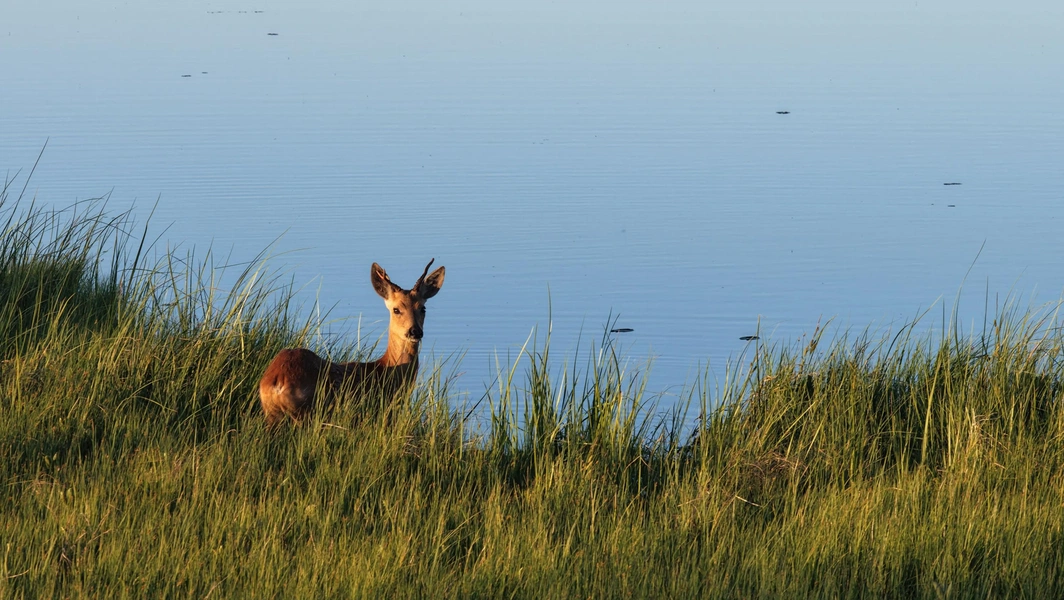 4 scents deer can detect from great distances