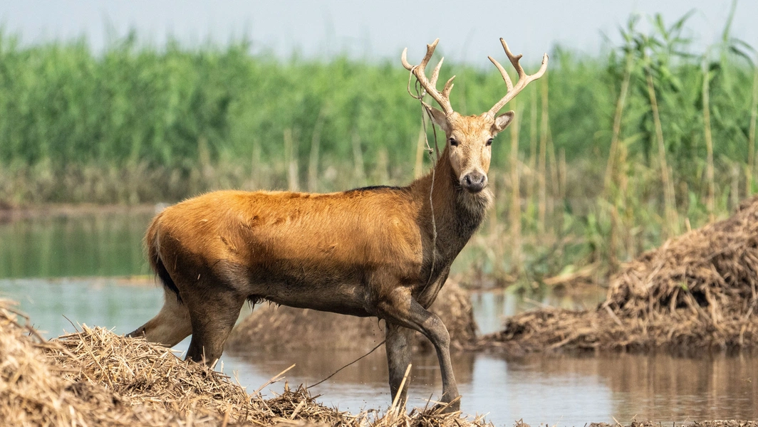 4 scents deer can detect from great distances