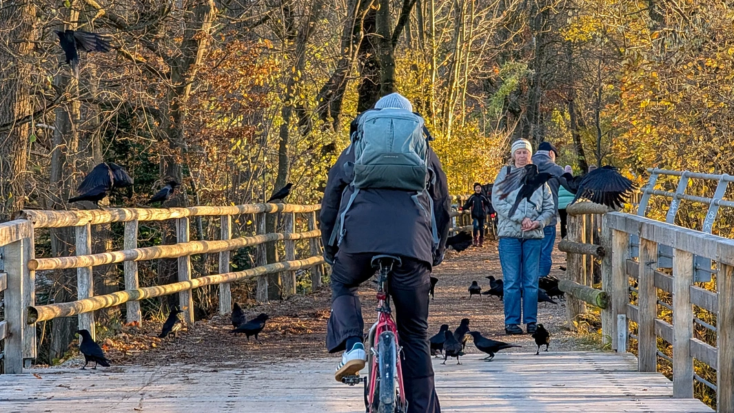 How crows form lasting bonds with humans