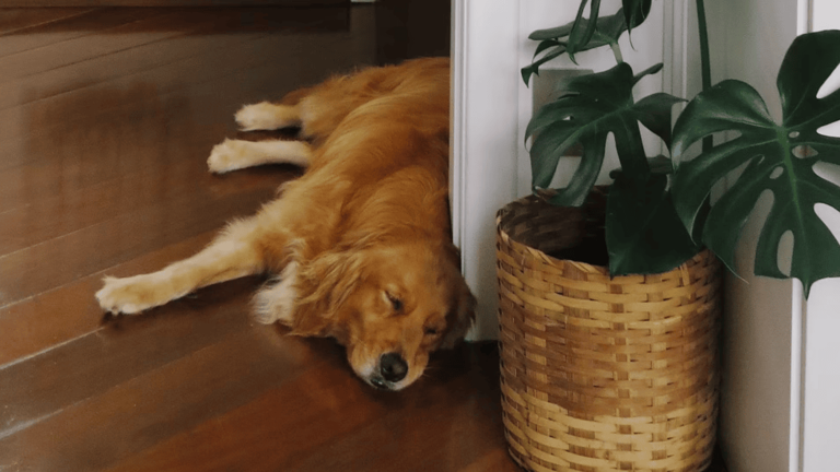 Science explains why dogs sleep facing the door