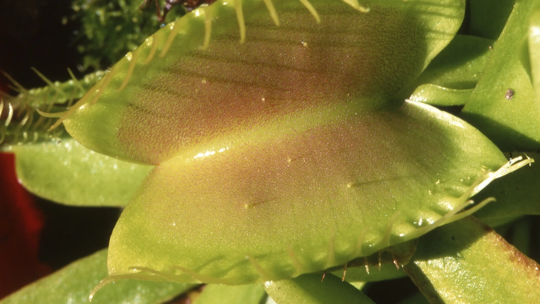 Study finds Venus flytrap snaps shut via rapid cell wall softening