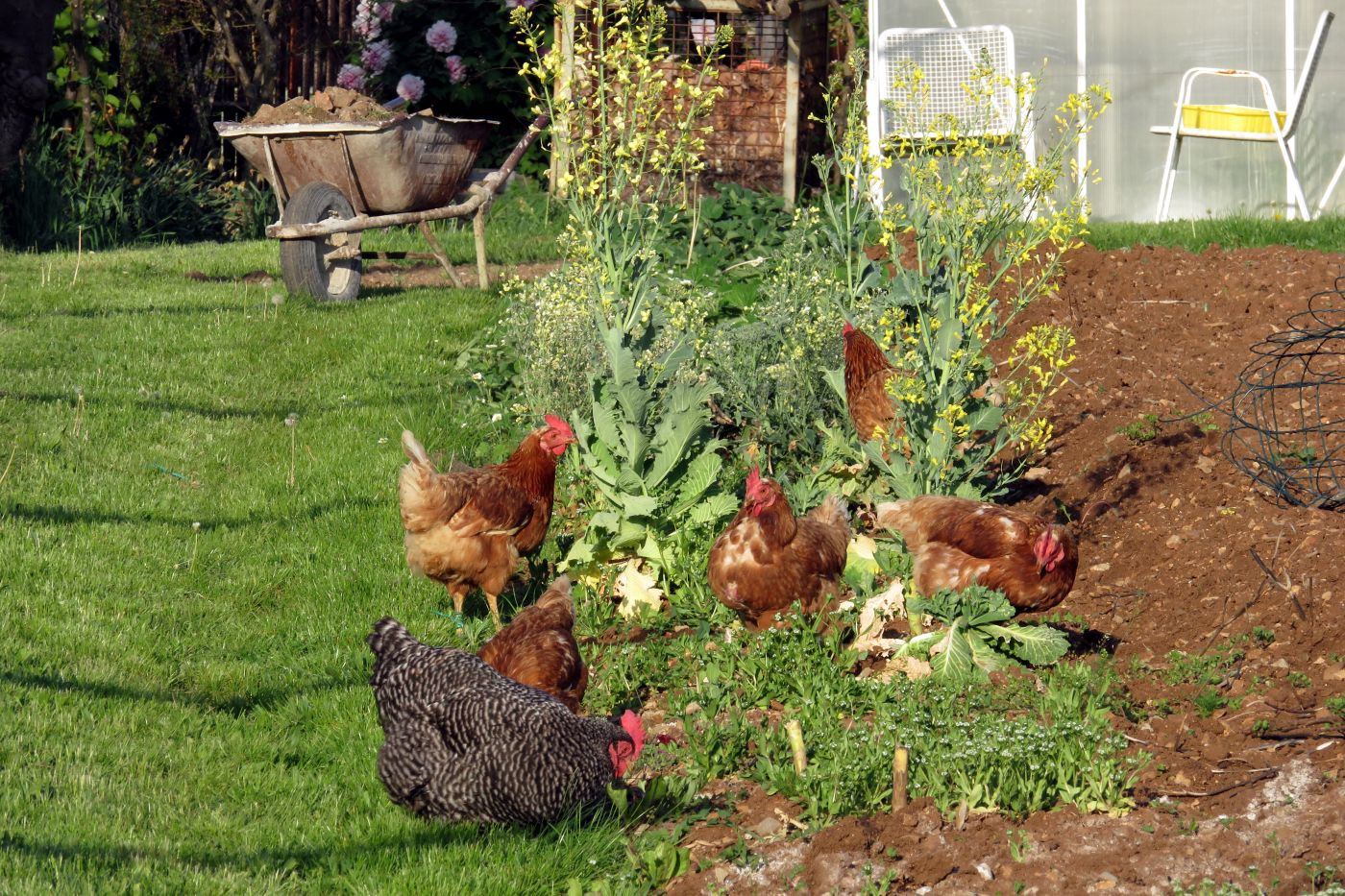 Lâcher ses poules au potager : la méthode naturelle qui change tout