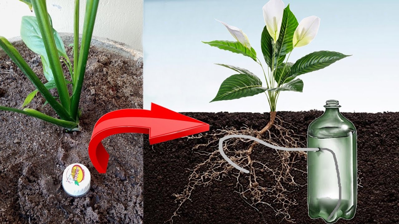 Irrigador automático com garrafa PET fácil e econômico