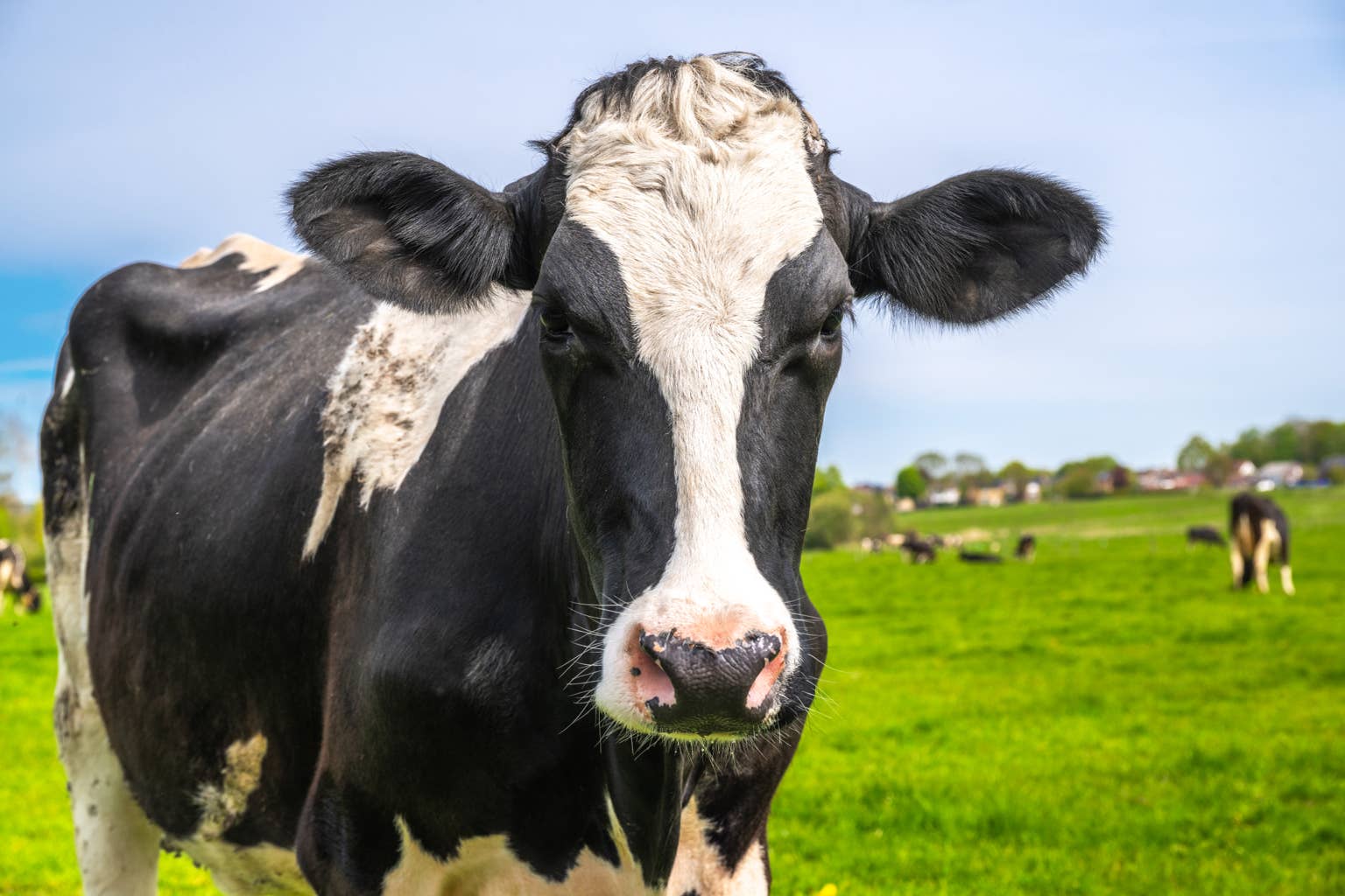 Rescued cow Theo joyfully meets another cow for the first time at sanctuary