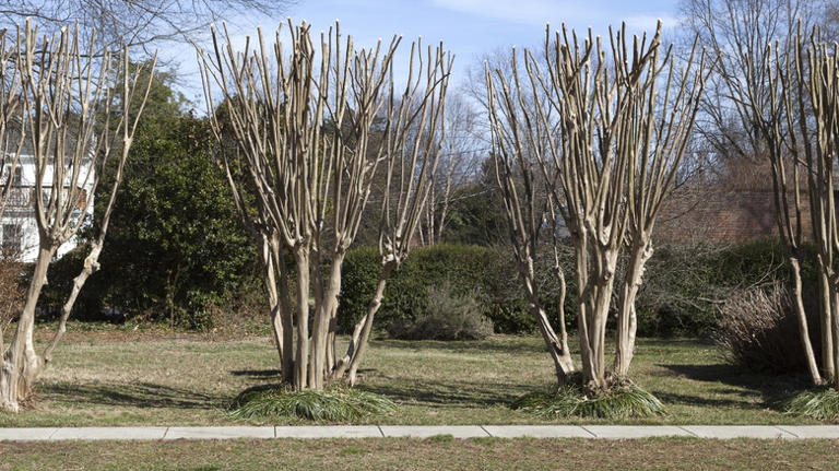 Here's the prime time to prune your crepe myrtle tree, and how to do it