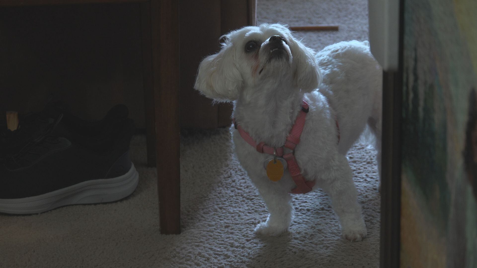 Dog alerts owners to neighbor in distress, helps save the day
