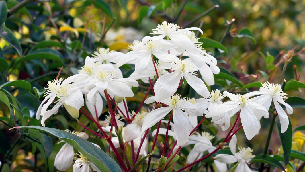 Clematis care tips for endless summer blooms