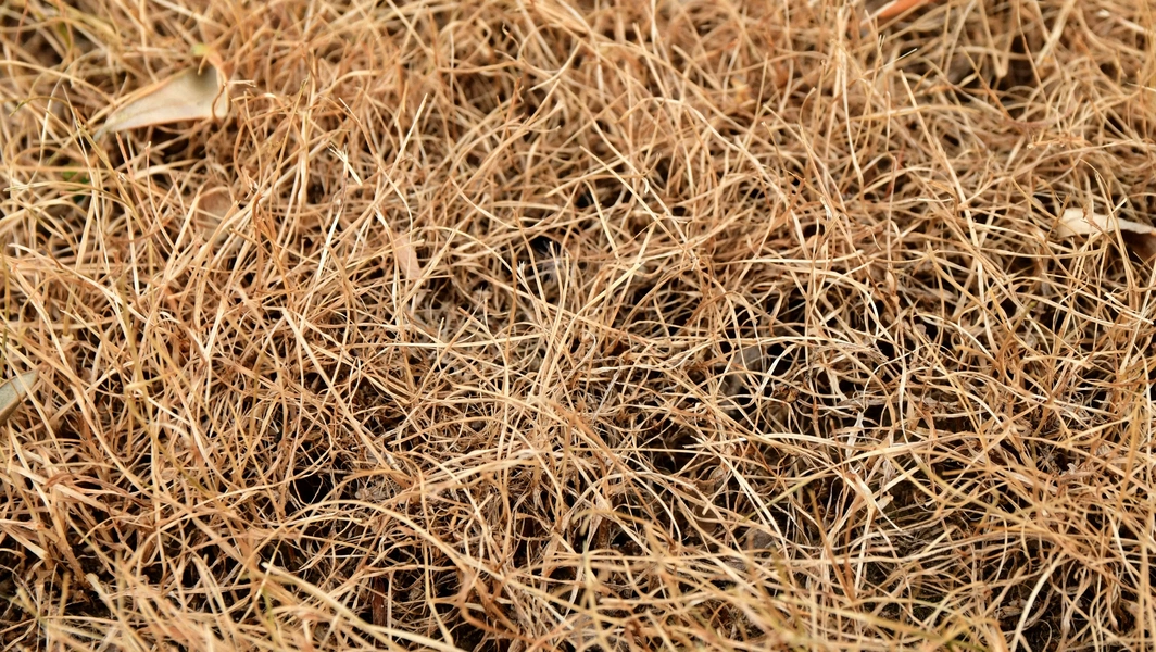 How to water your lawn in extreme heat