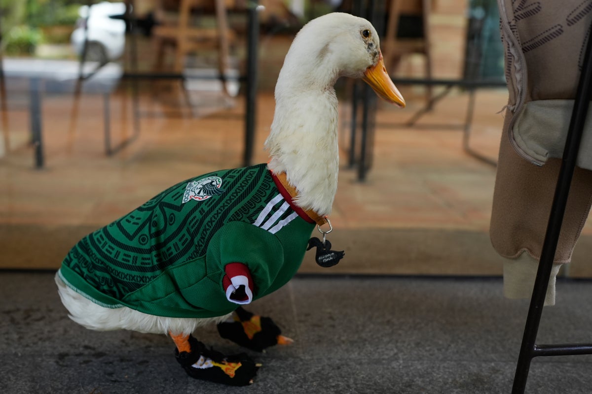 How Merlin the duck became Mexico’s viral World Cup mascot