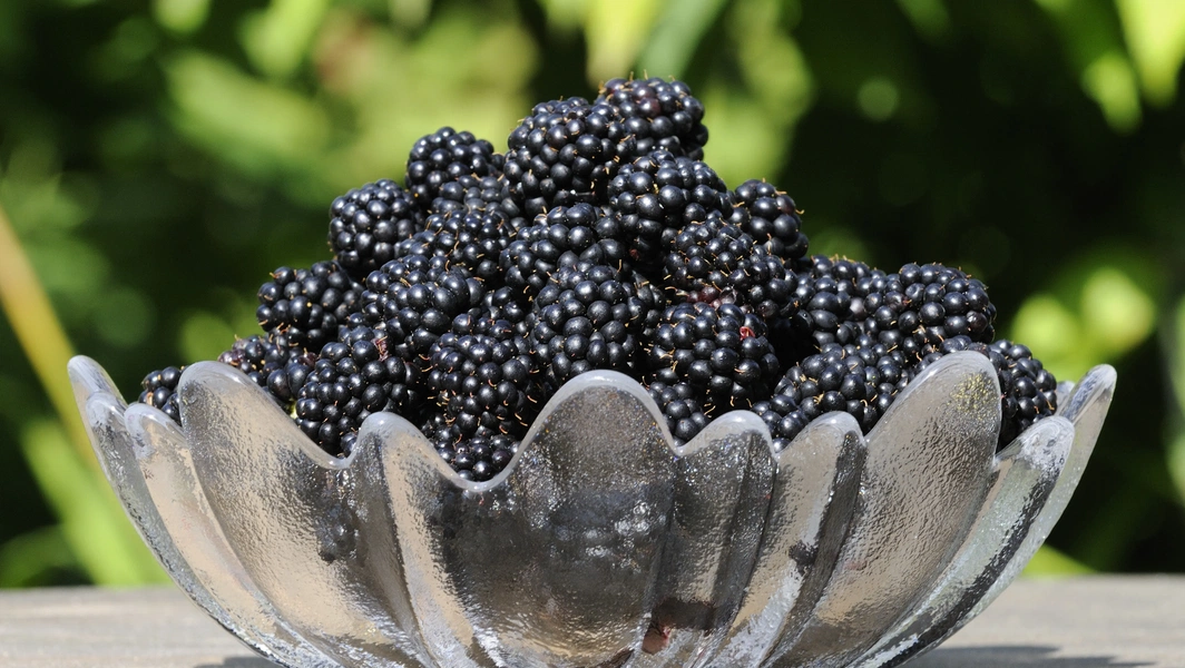 Potential health effects of eating blackberries