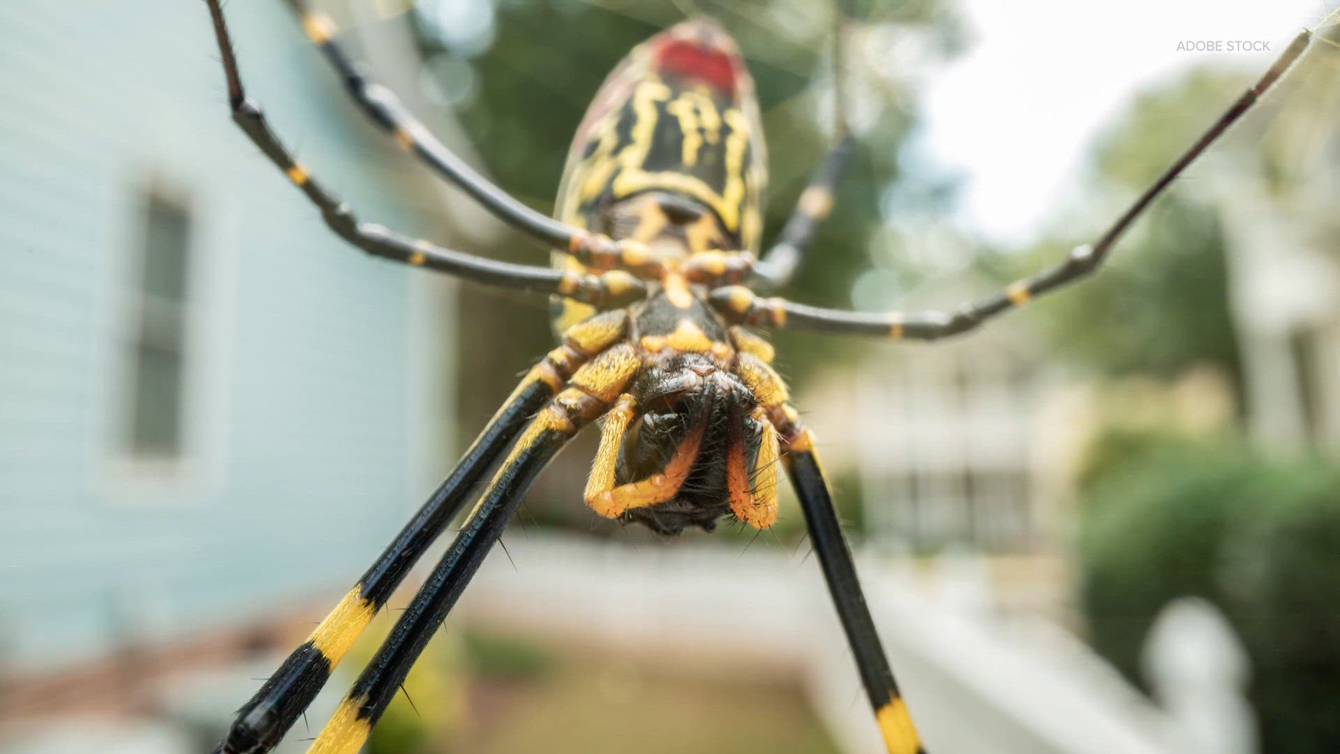 Joro spiders are now popping up in Maryland